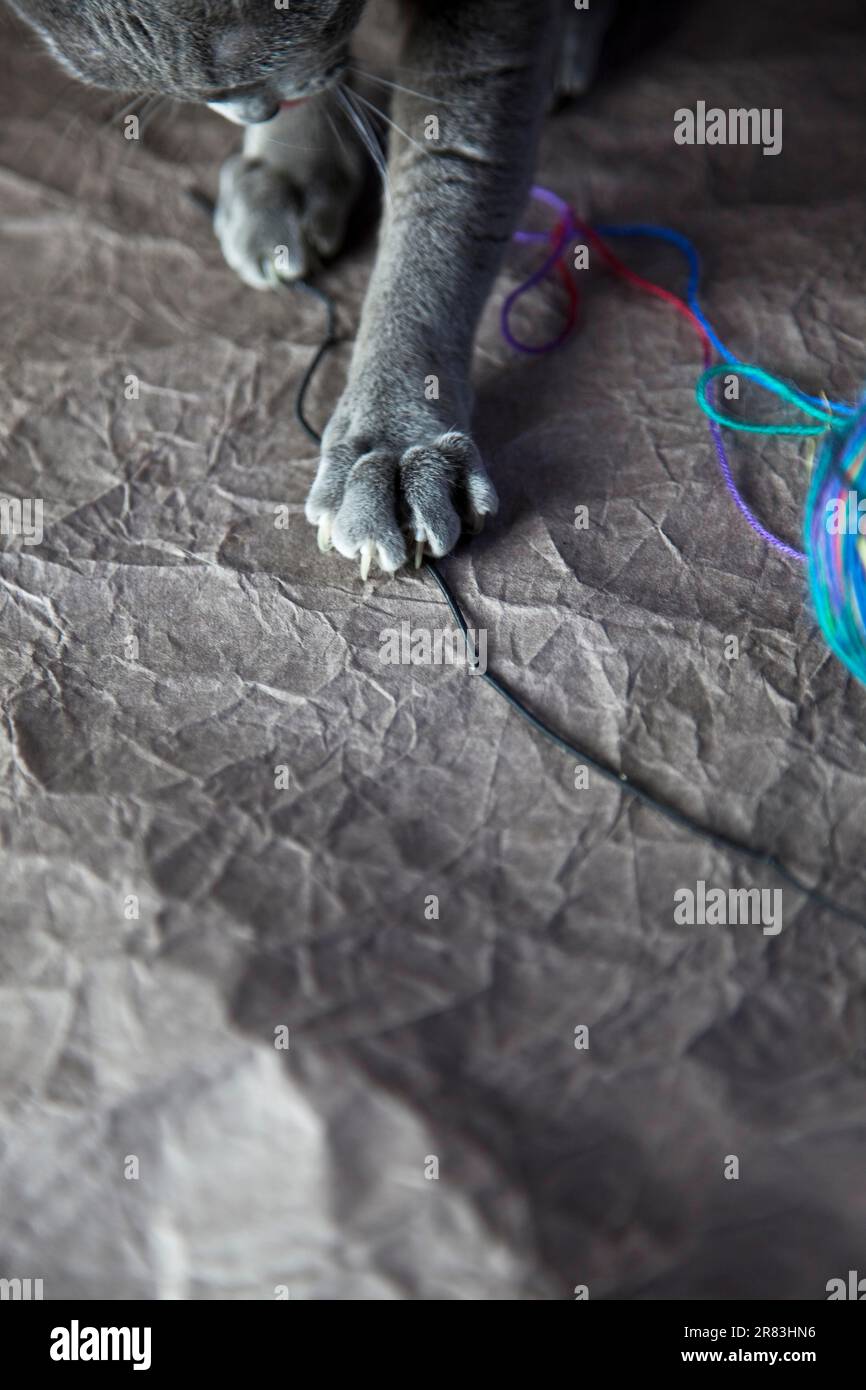 Cat playing with ball of wool, detail of paws Stock Photo - Alamy
