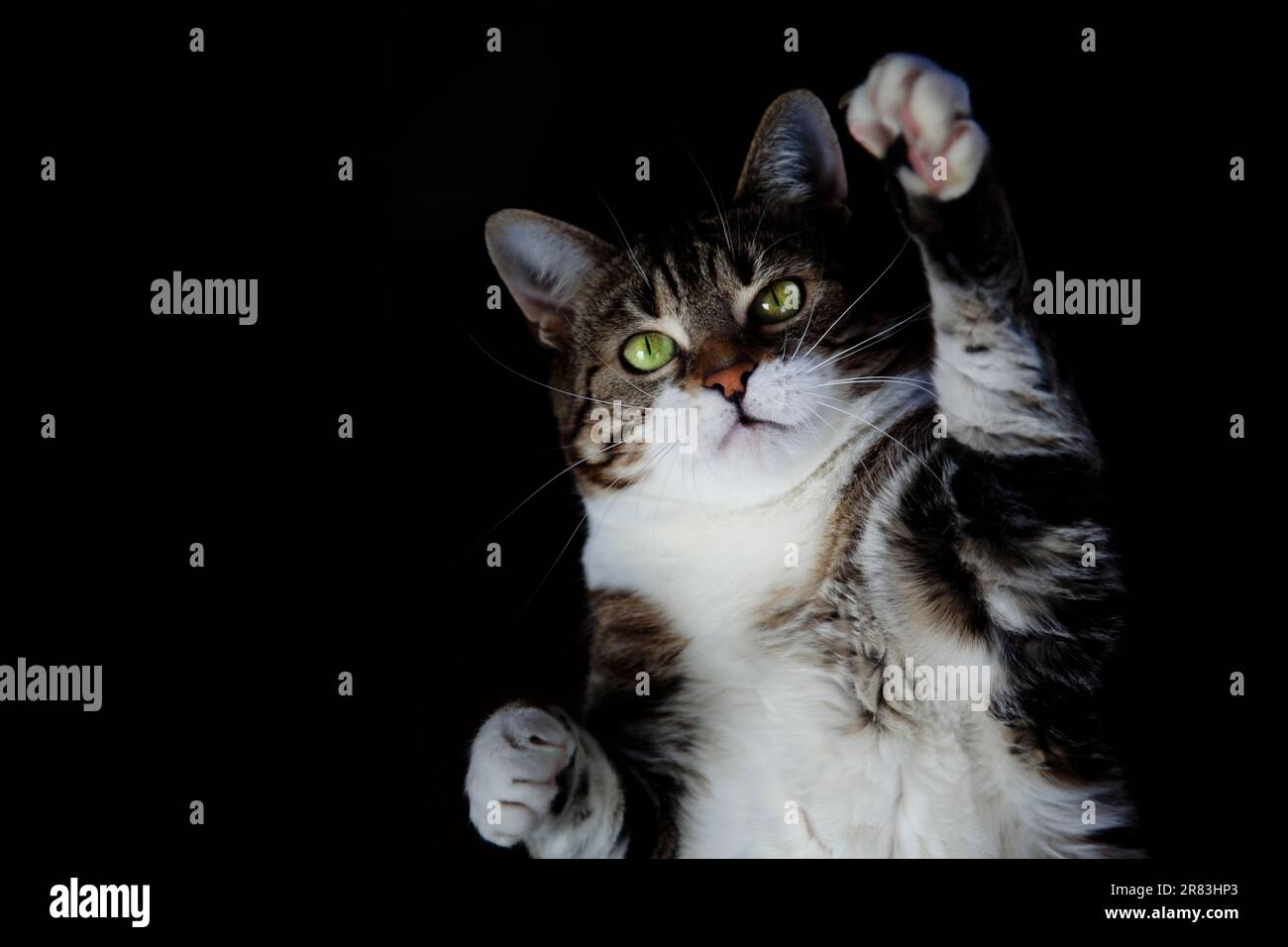 Portrait of a common european house cat, studio shot Stock Photo - Alamy