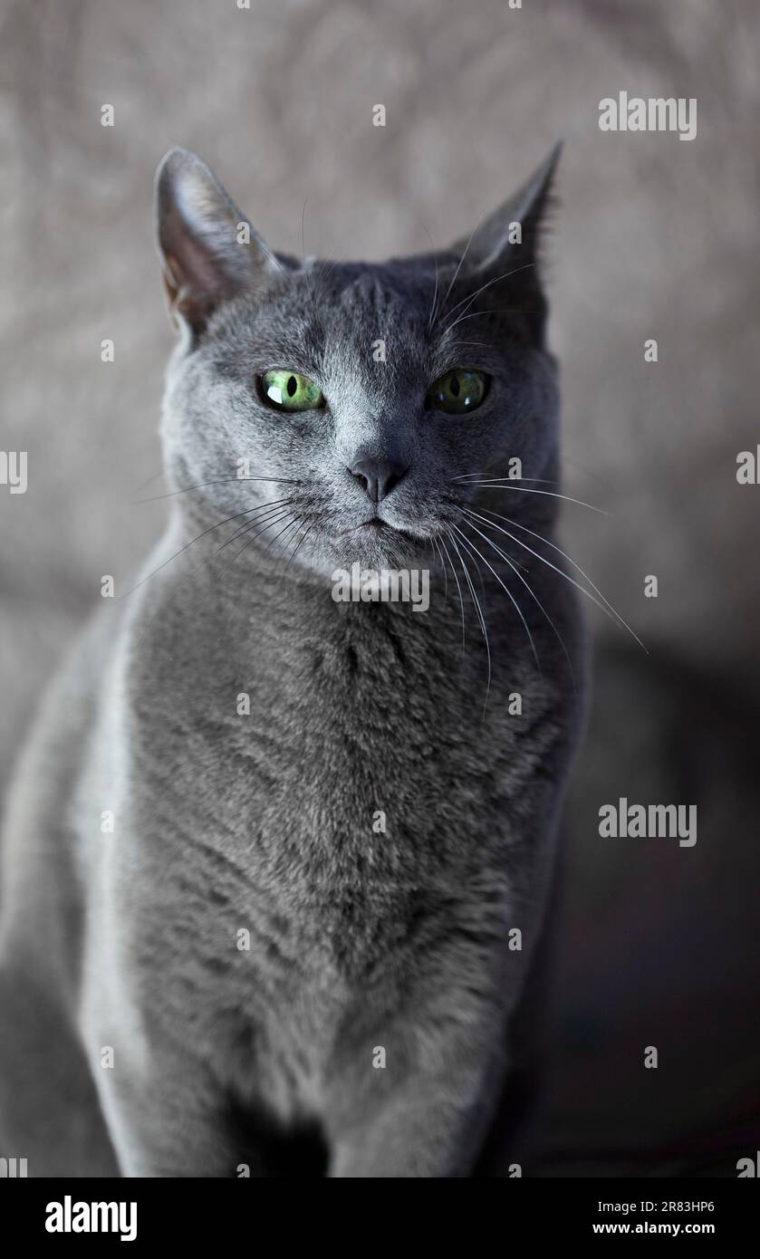 Russian blue cat studio hi-res stock photography and images - Alamy