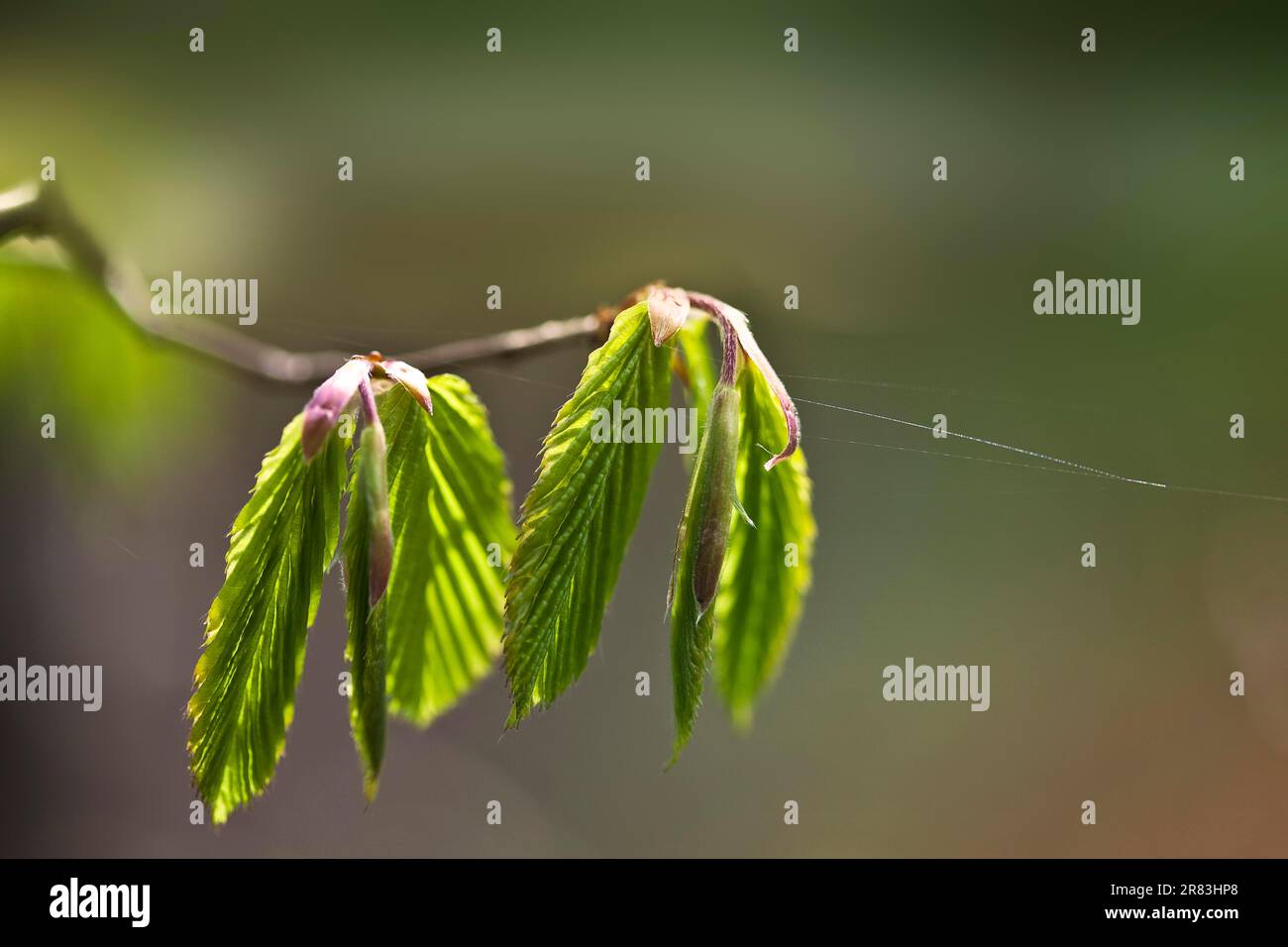 Fresh Leaves on a beautiful spring day in April Stock Photo - Alamy