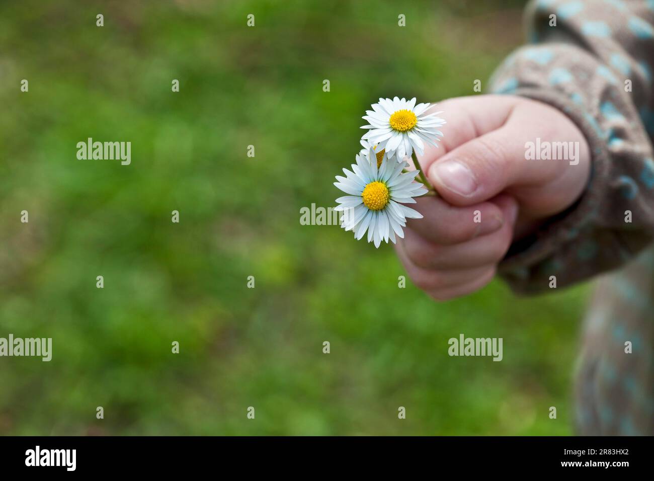 Childs hand holding flowers hi-res stock photography and images - Alamy