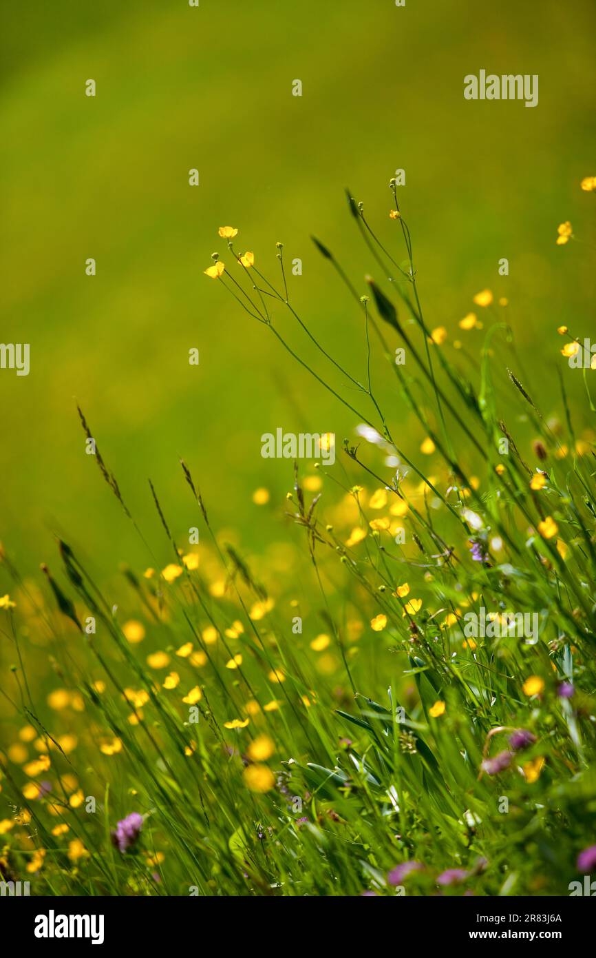 Green spring colours hi-res stock photography and images - Alamy