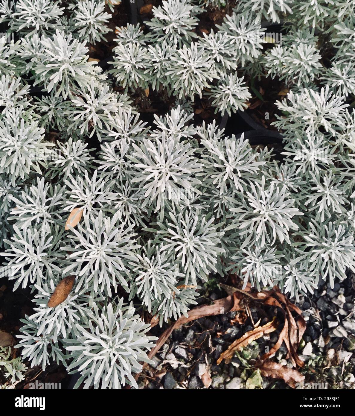 Eryngium spicatum hi-res stock photography and images - Alamy