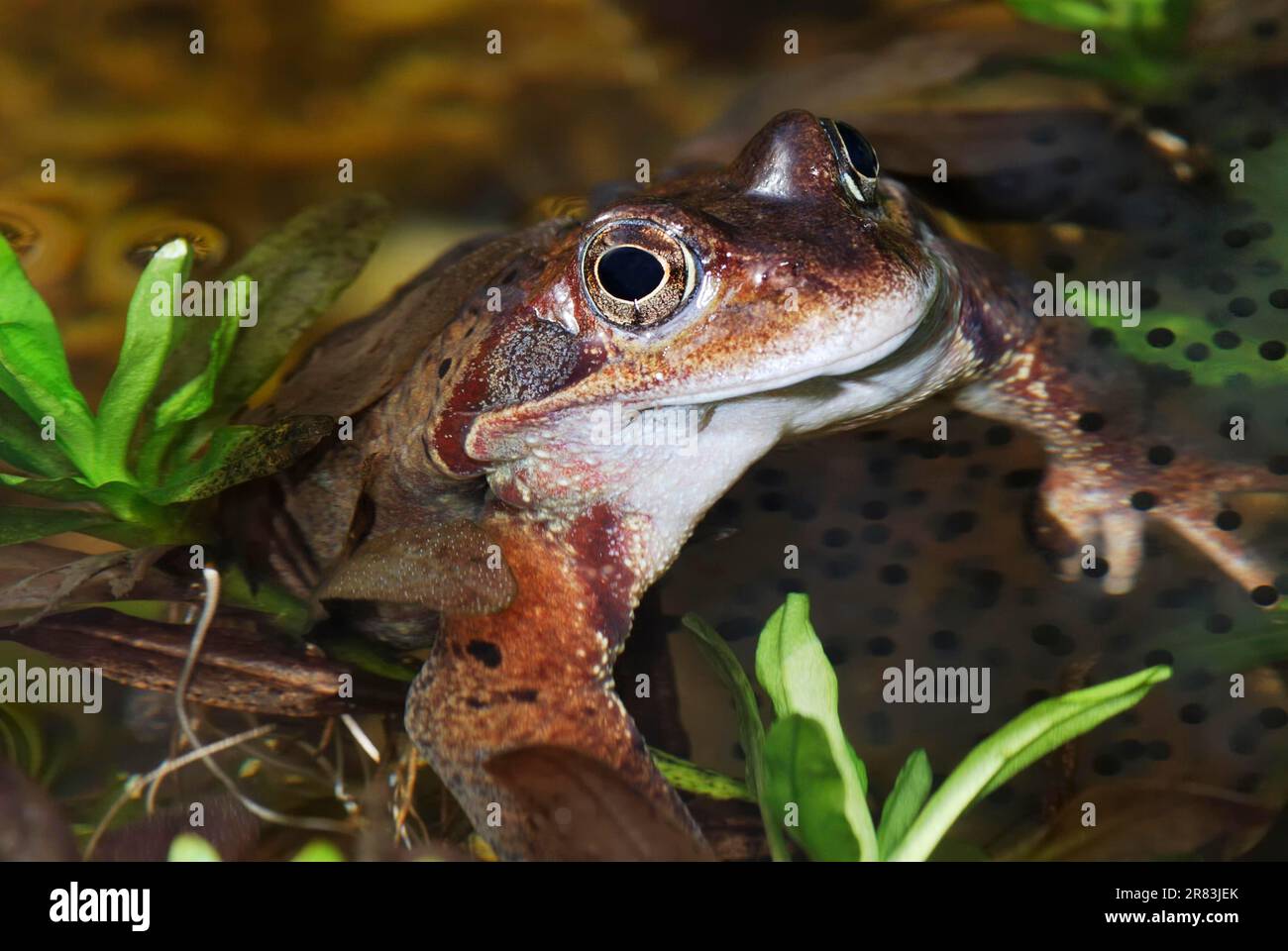 Grass frog and frog spawn Stock Photo - Alamy