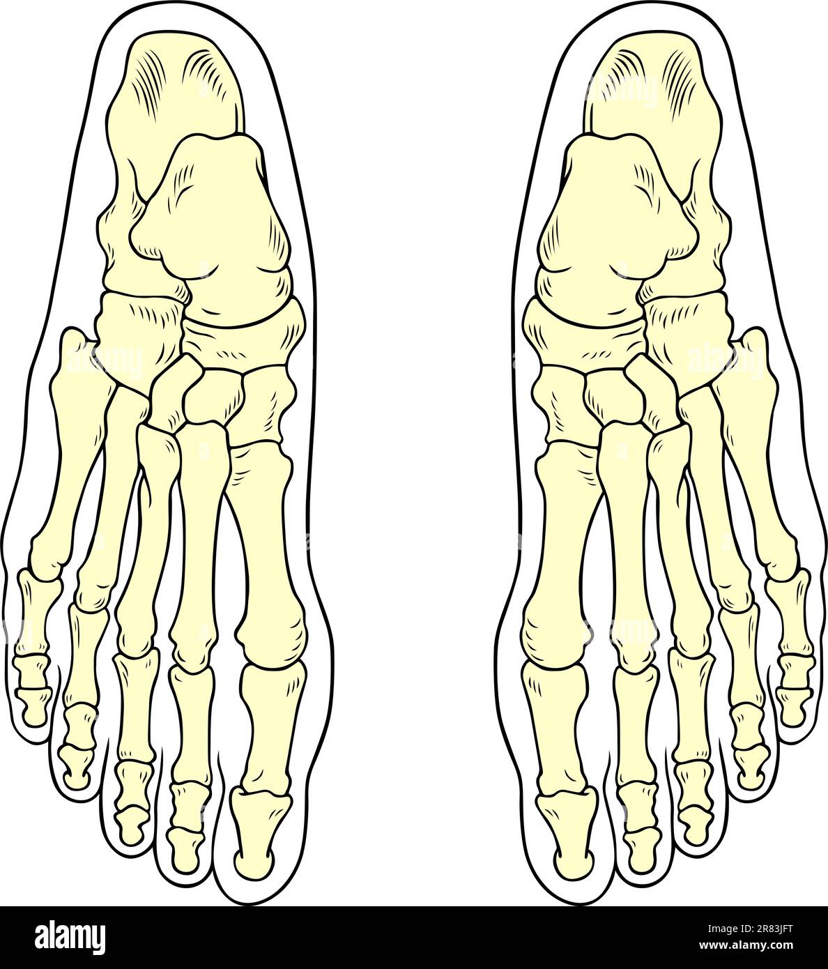 Navicular bone Stock Vector Images - Alamy