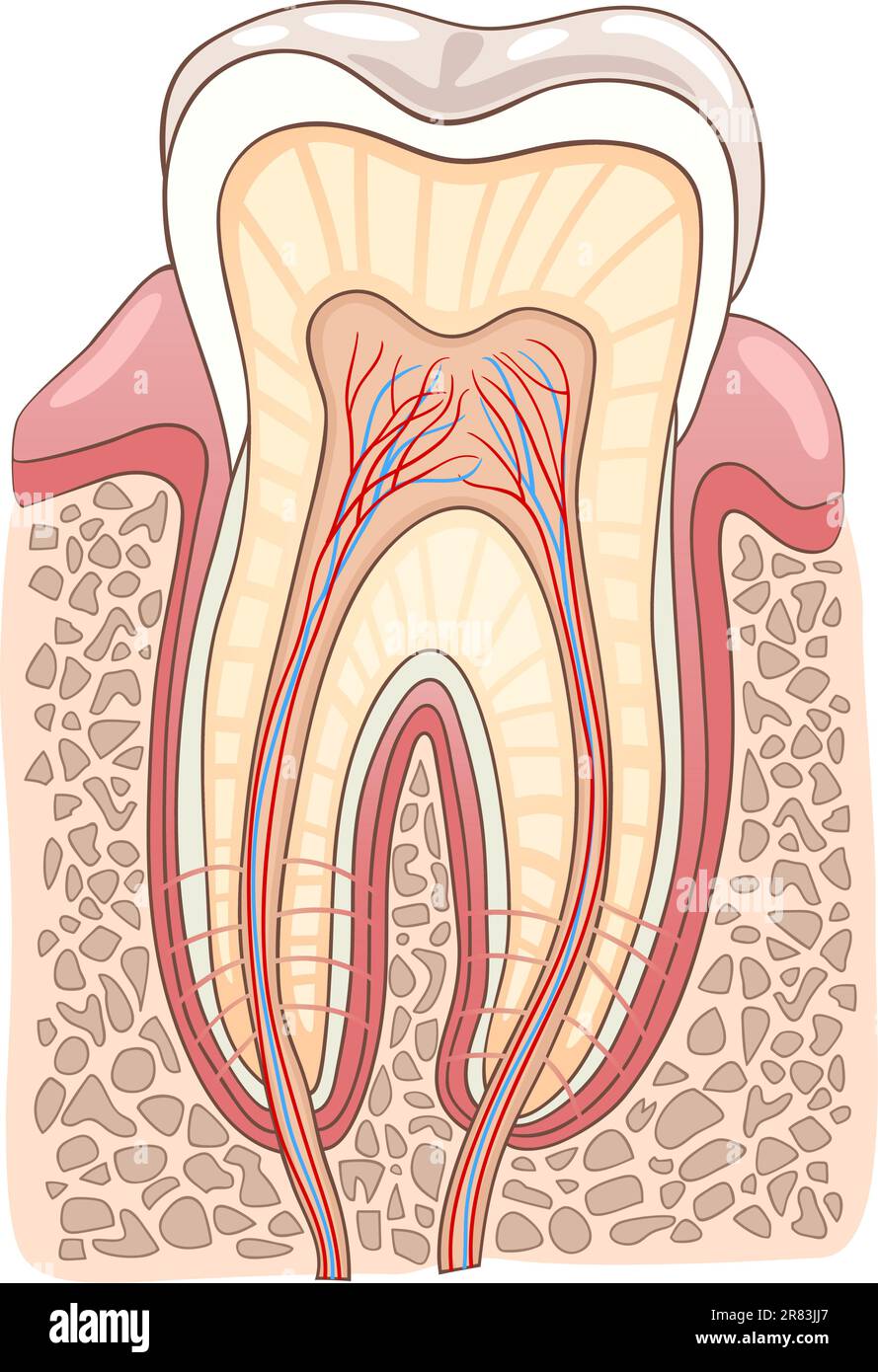 Medical Vector Illustration Of Human Tooth Cross Section Stock Vector