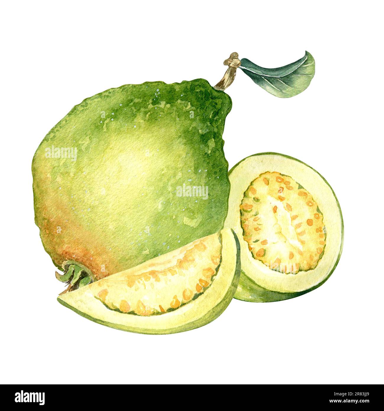 Whole one guava with leaf,slices and half watercolor illustration ...