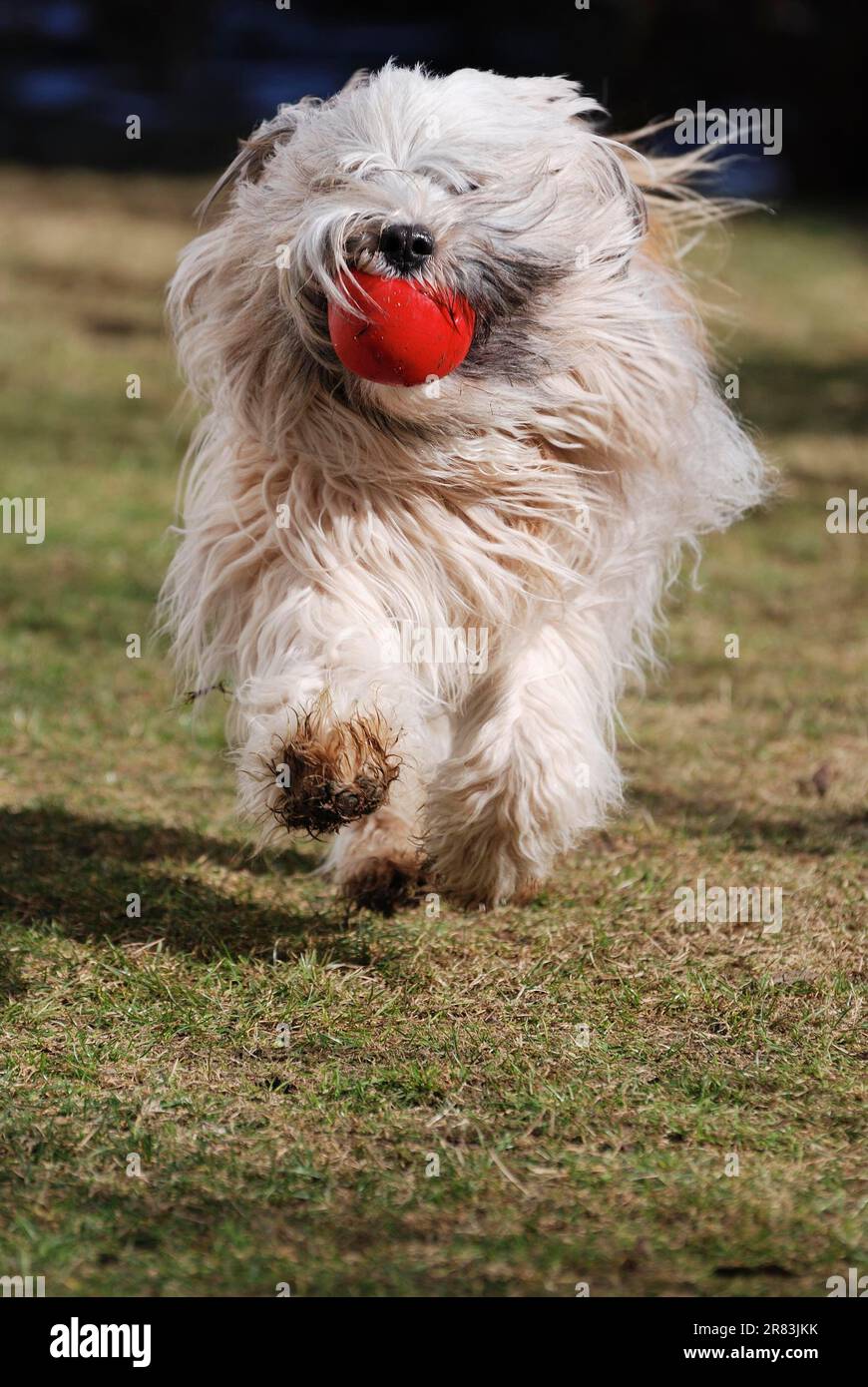 Tibetan terrier dog retrieving a red ball Stock Photo - Alamy