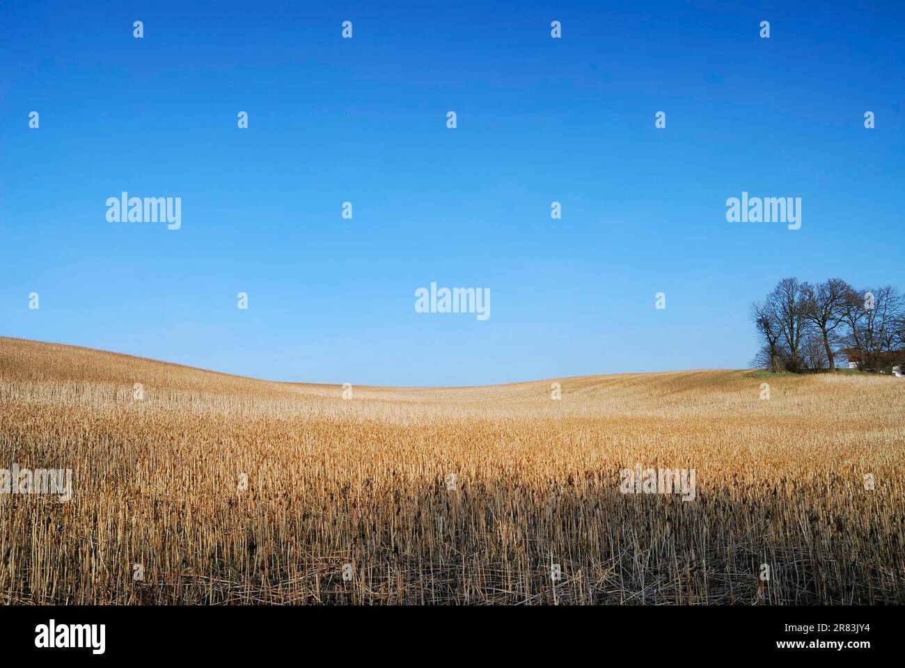 Field on a hill with clear blue sky Stock Photo - Alamy