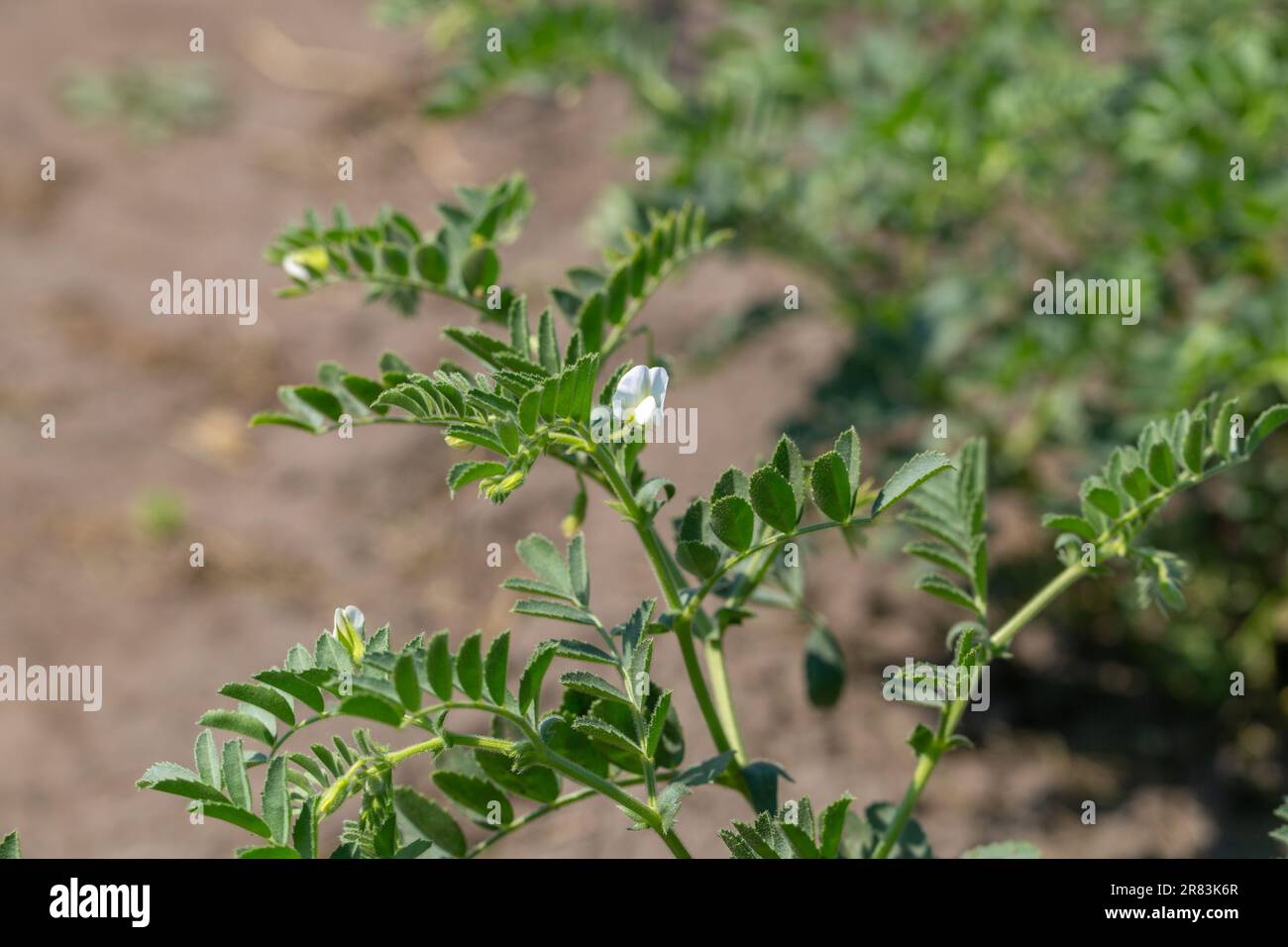 Chickpeas in garden with leaves. Chickpeas plant growing Stock Photo ...