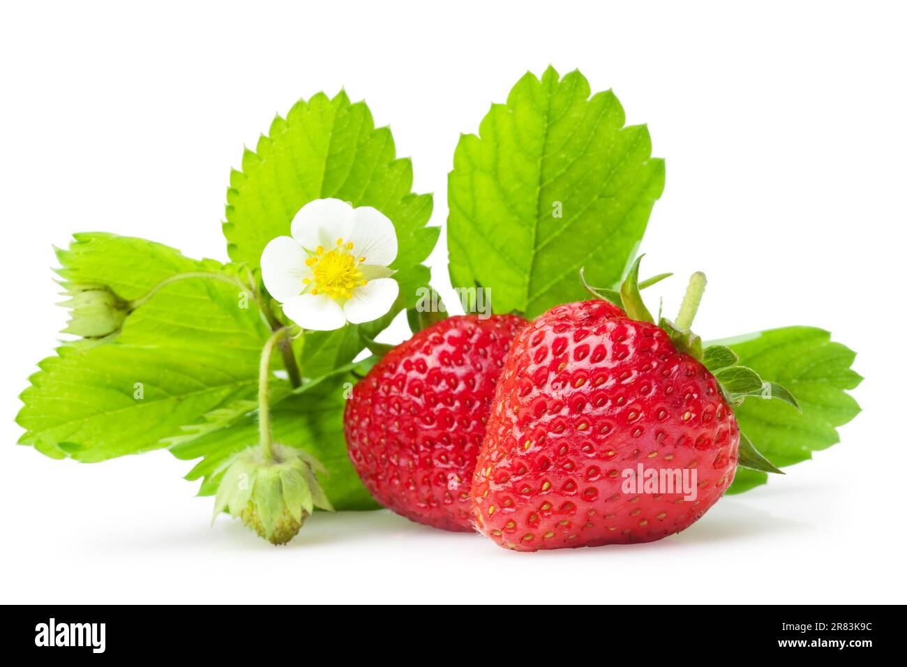 Fresh strawberry object on a white backgroundand with soft shadow Stock ...