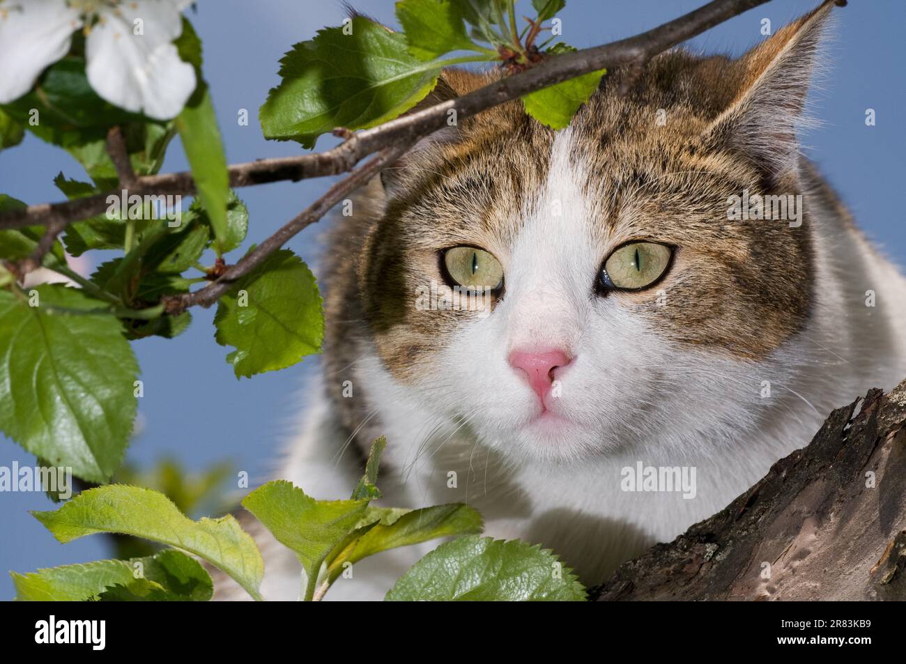 Cat climbs a tree Stock Photo - Alamy