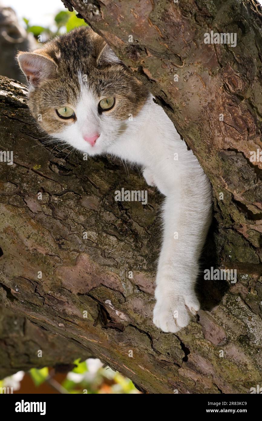 Cat climbs a tree Stock Photo - Alamy