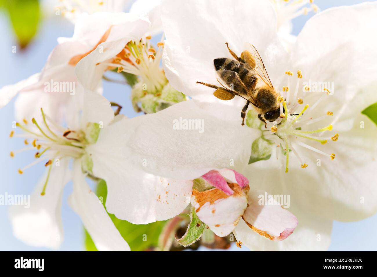 How do bees collect nectar hi-res stock photography and images - Alamy