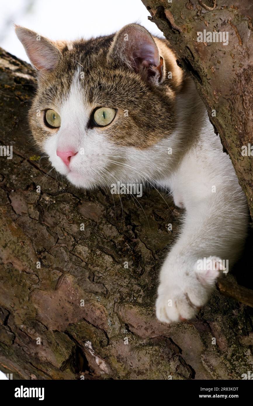Cat climbs a tree Stock Photo - Alamy