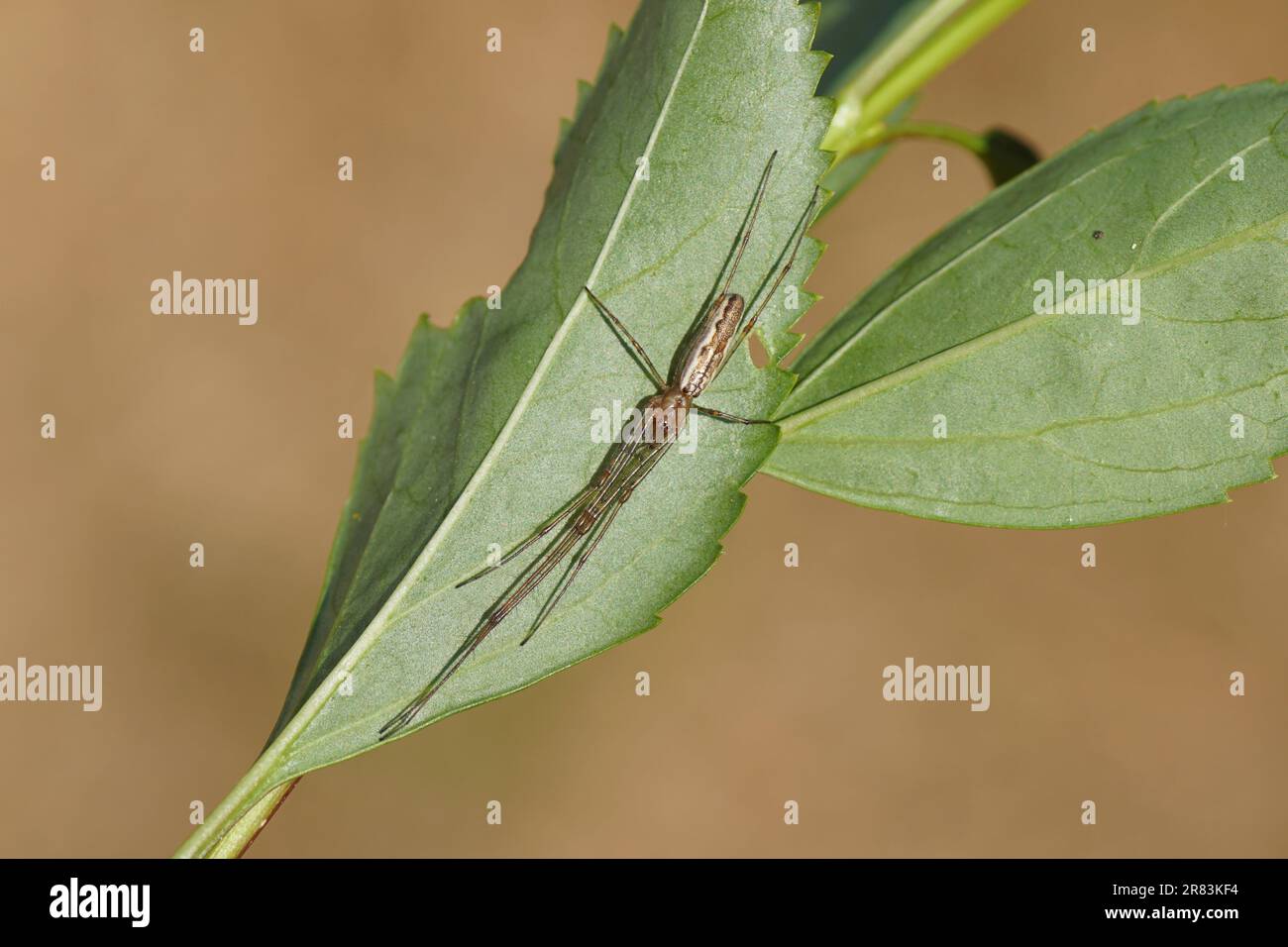 Long-jawed orb-weaver Tetragnatha of the family Long-jawed orb weavers ...