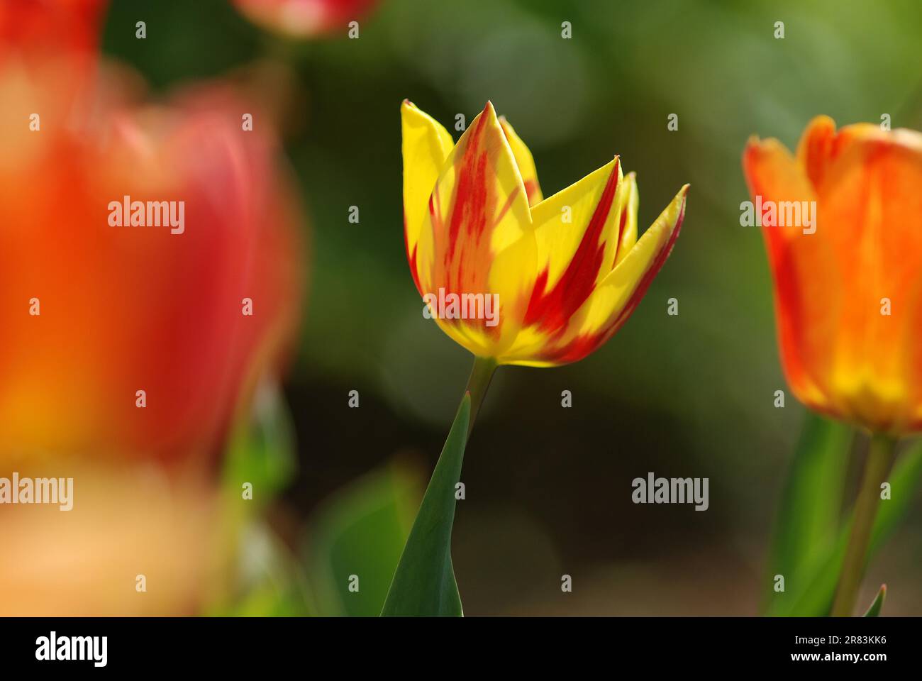 Yellow-red coloured tulip flower close-up Stock Photo - Alamy