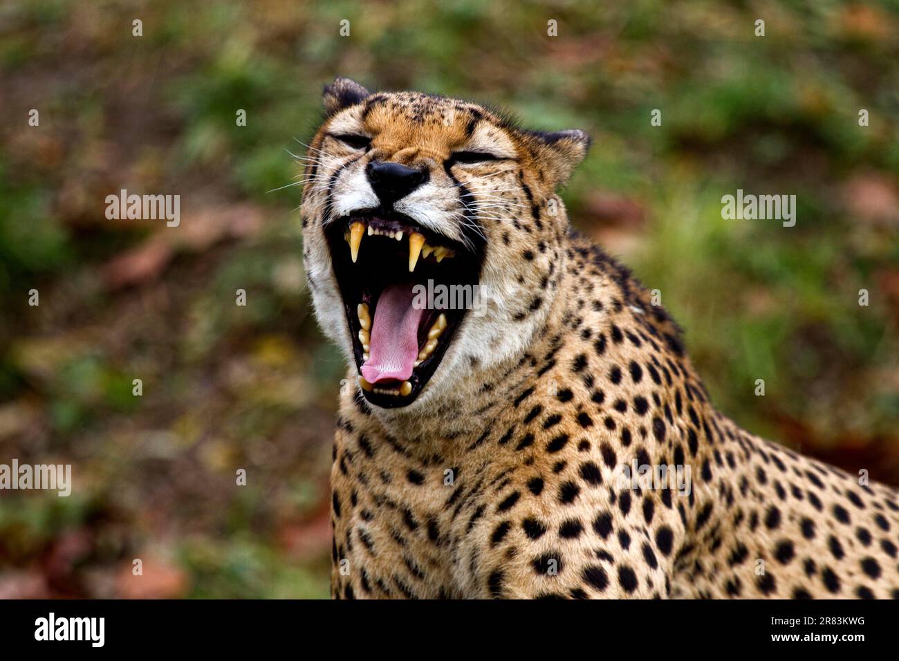Cheetah face detail hi-res stock photography and images - Alamy