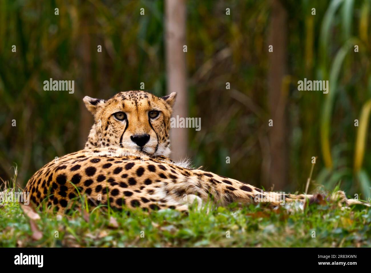 Cheetah face detail hi-res stock photography and images - Alamy