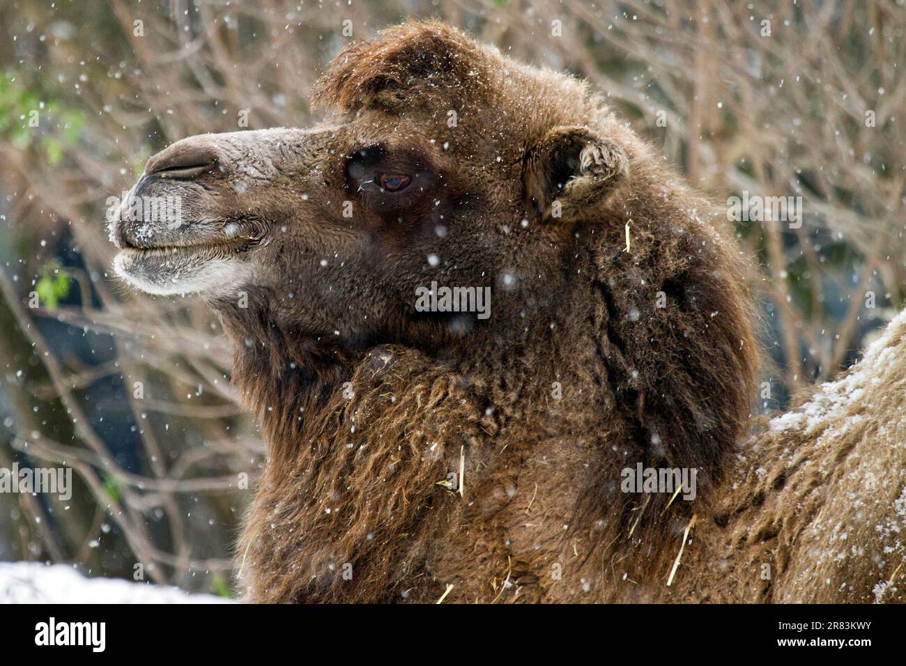 Camels in winter hi-res stock photography and images - Alamy