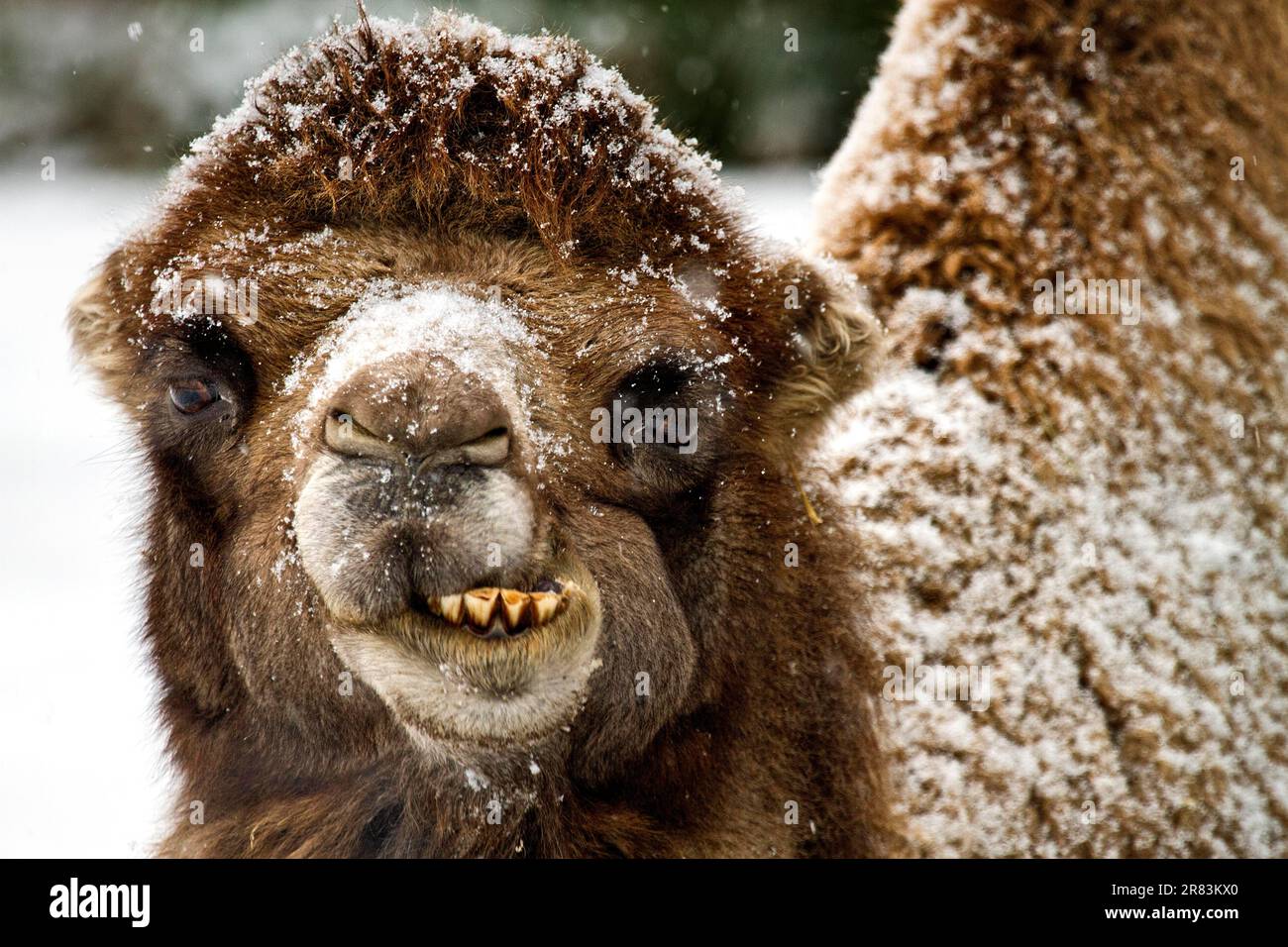 Camels in winter hi-res stock photography and images - Alamy