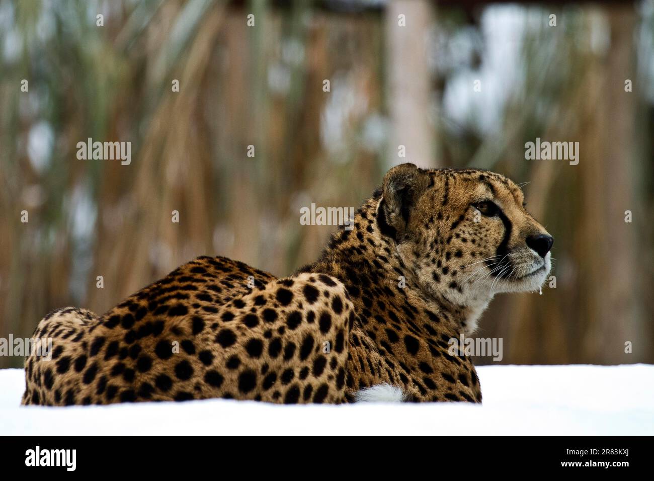 Cheetah face detail hi-res stock photography and images - Alamy