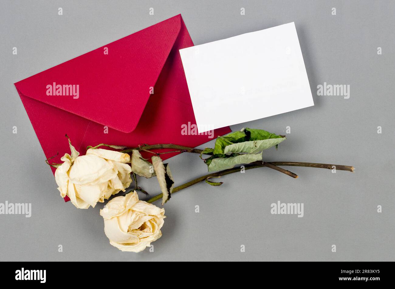 Two dried white roses with empty white blank. The concept of mourning ...