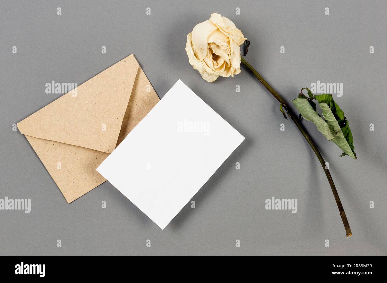 Two dried white roses with empty white blank. The concept of mourning ...