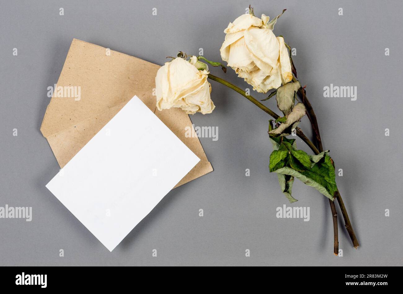 Two dried white roses with empty white blank. The concept of mourning ...