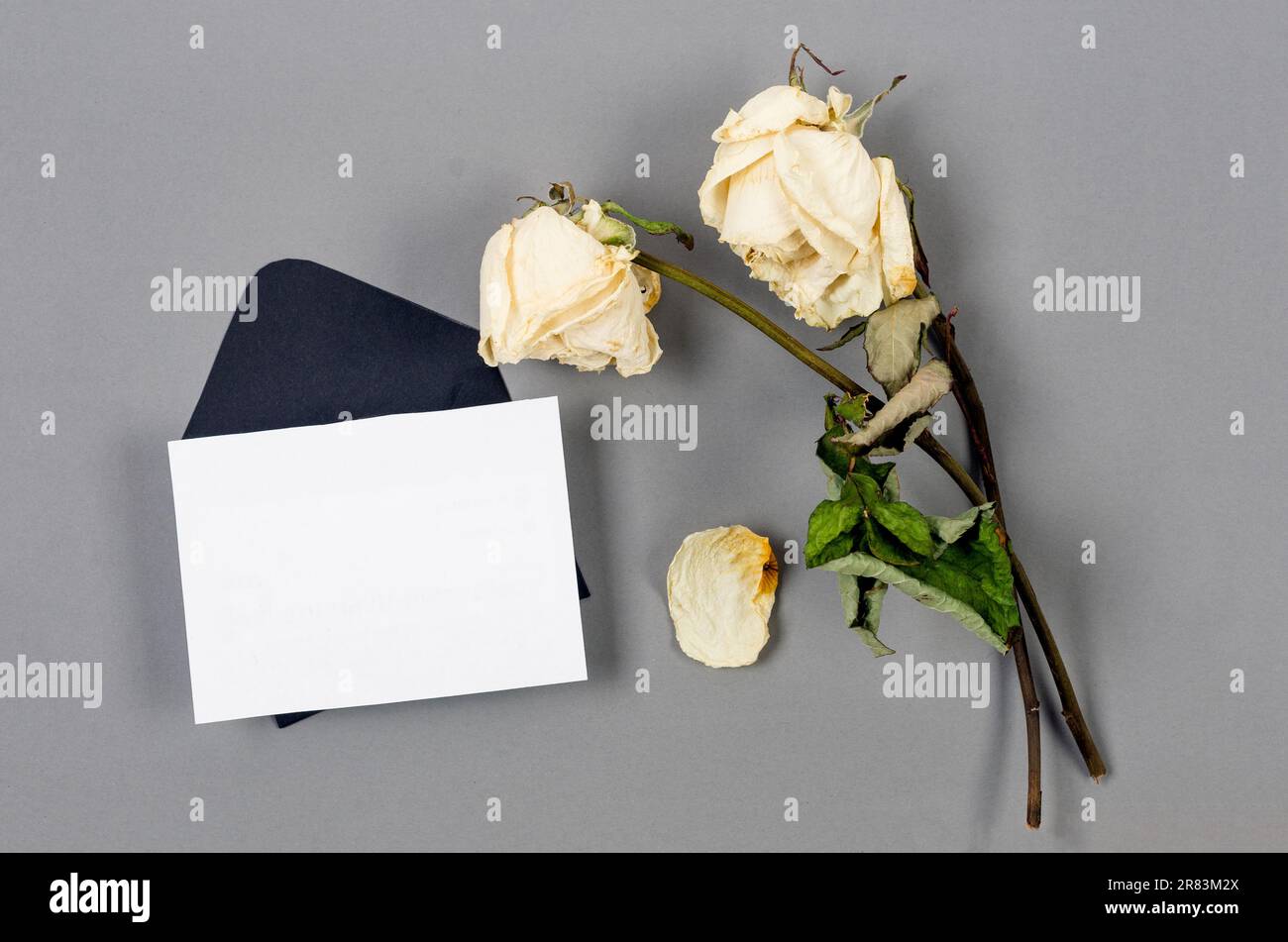 Two dried white roses with empty white blank. The concept of mourning ...