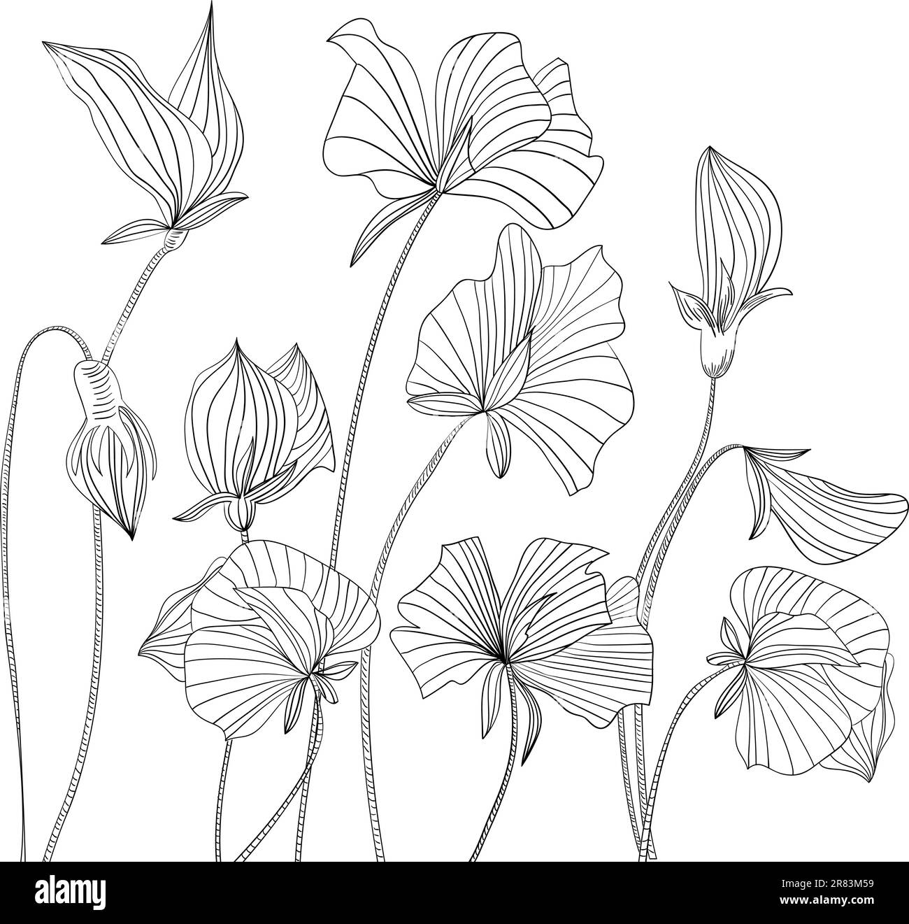 Sweet Pea Flower Drawing