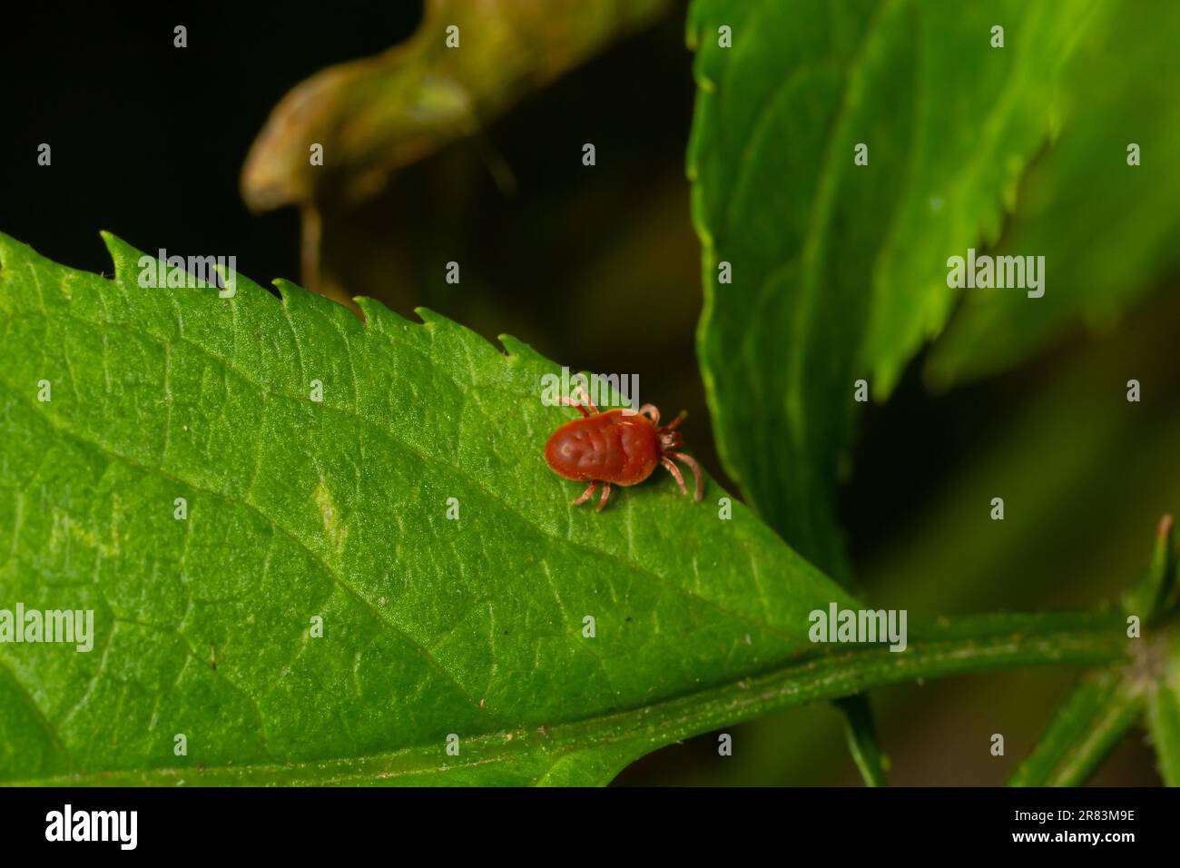 Red velvet mite hi-res stock photography and images - Alamy