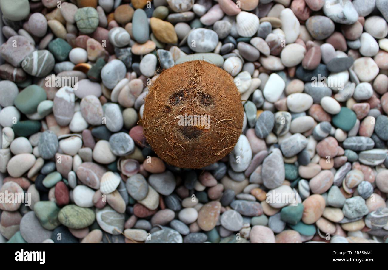 Whole coconut spotted up on a sea pebble background Stock Photo - Alamy