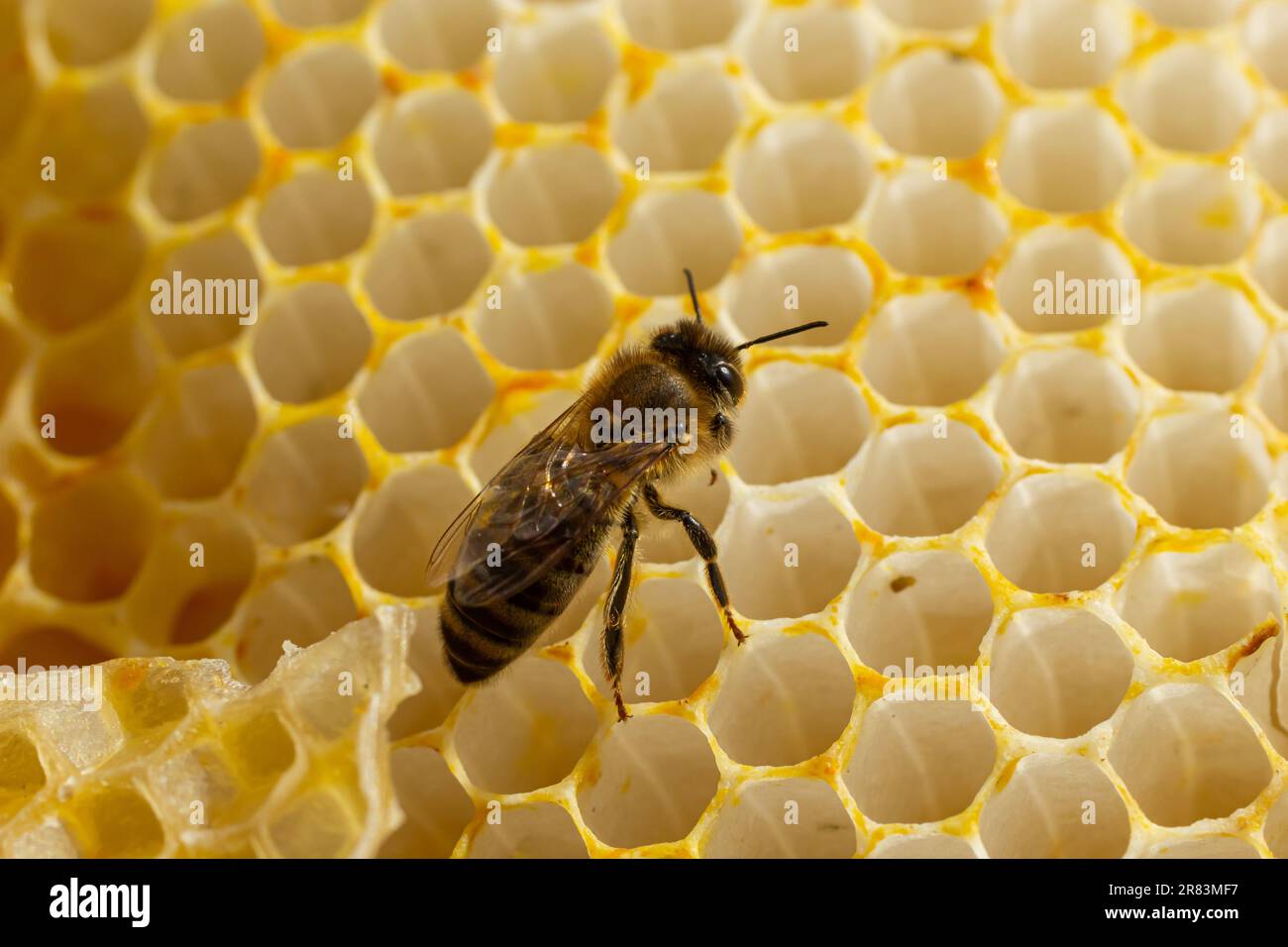 Beautiful honeycomb with bees close-up. A swarm of bees crawls through ...