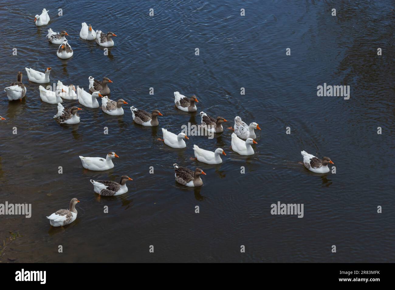 Domestic geese swim in the water. A flock of white beautiful geese in ...