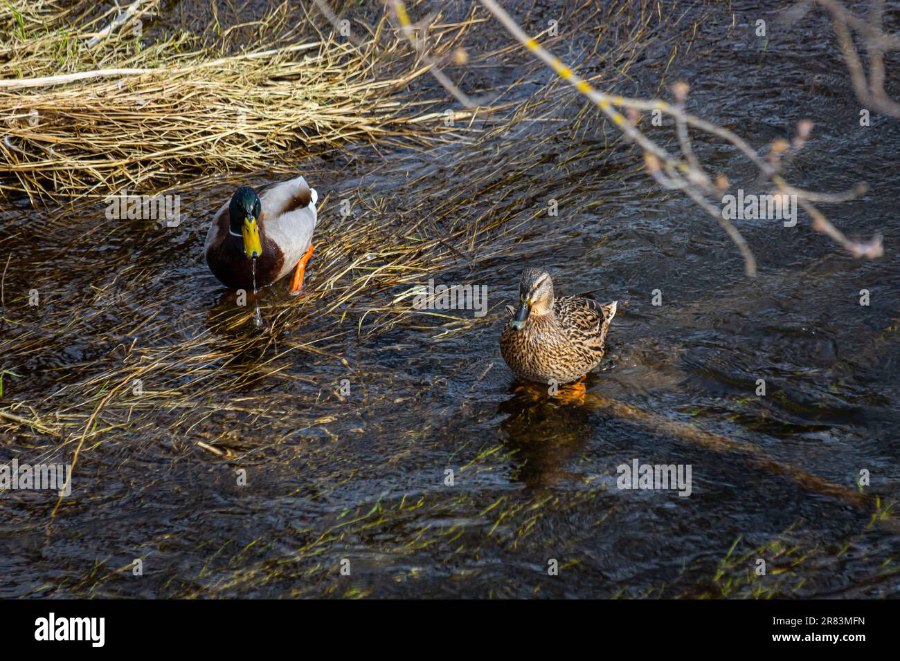 Mallard duck swimming on a pond picture with reflection in water. One ...