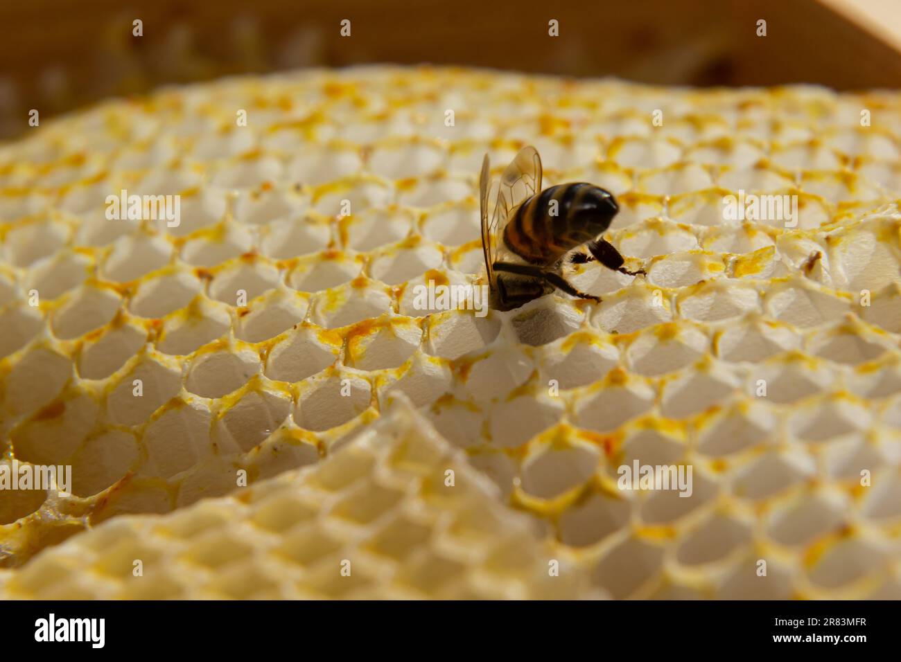 Beautiful honeycomb with bees close-up. A swarm of bees crawls through ...