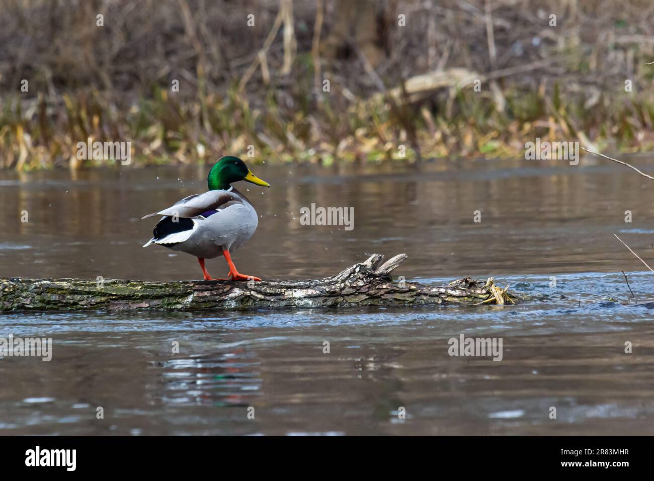 Mallard duck swimming on a pond picture with reflection in water. One ...