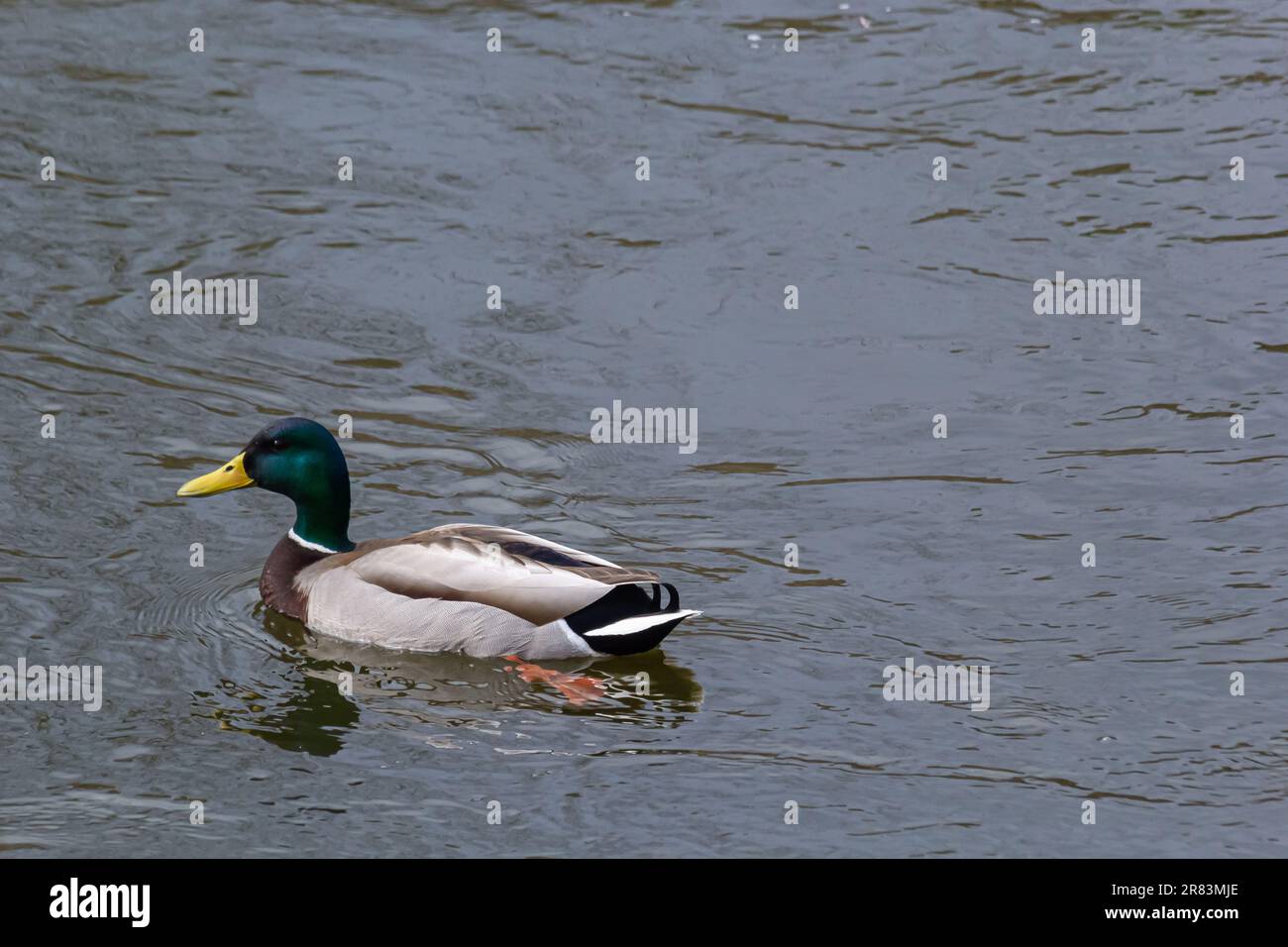 Mallard duck swimming on a pond picture with reflection in water. One ...