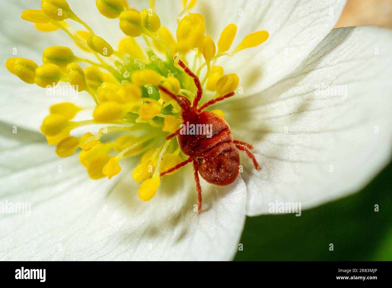Red velvet mite hi-res stock photography and images - Alamy