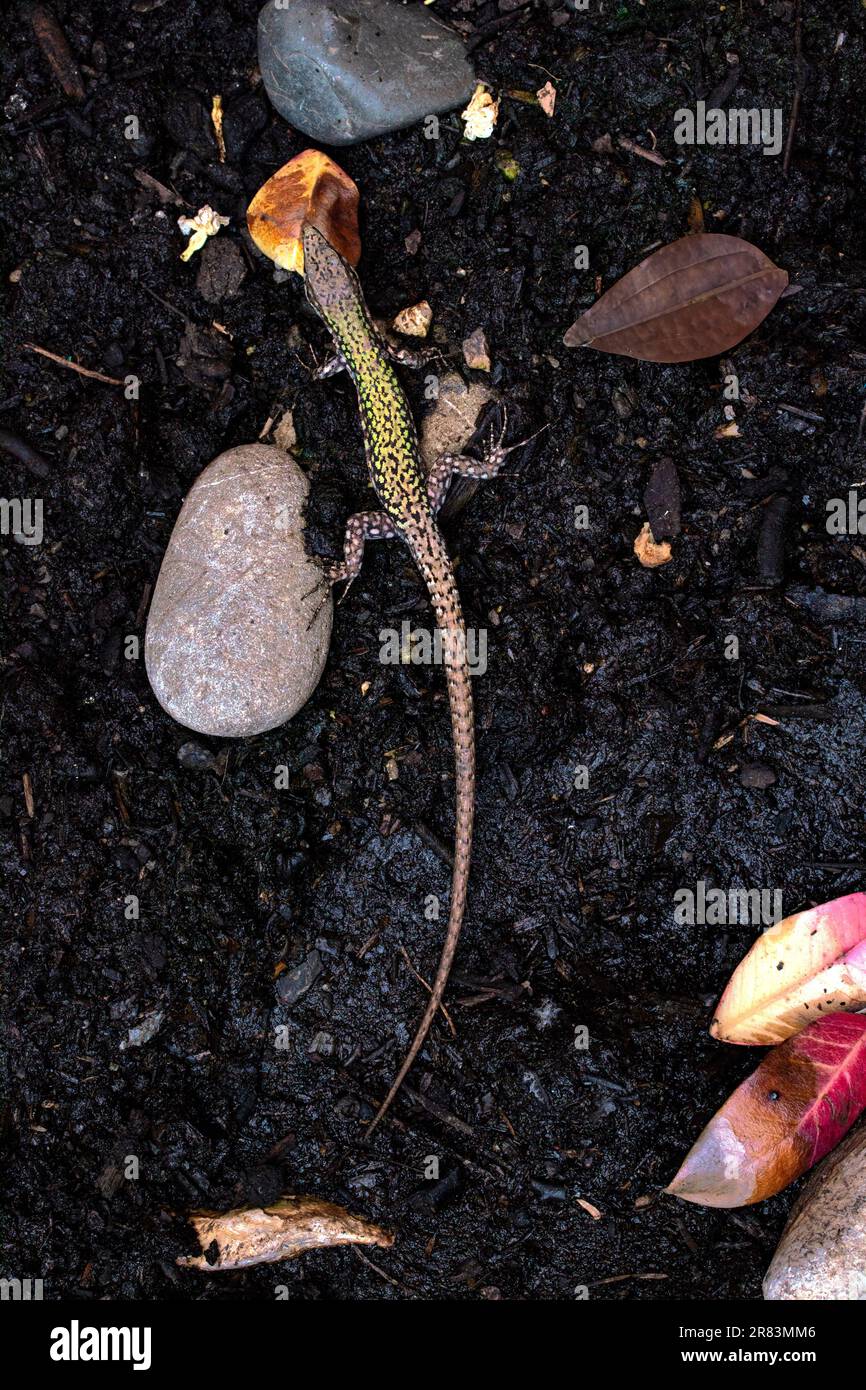 Natural lizard skin pattern hi-res stock photography and images - Alamy