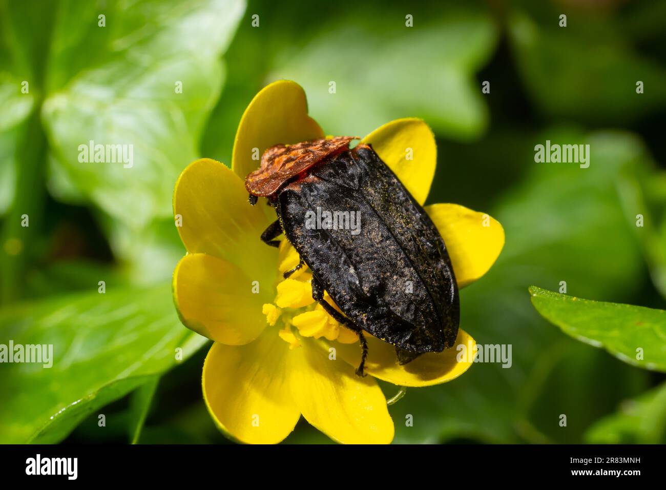 a carrion beetle - Oiceoptoma thoracica sits on a yellow flower in ...
