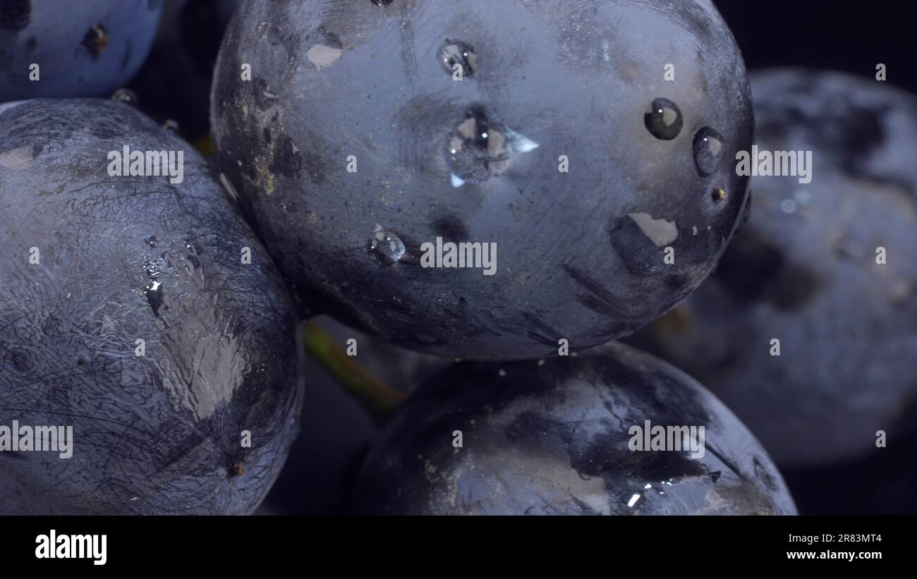 Close-up of berries of dark bunch of grape with water drops Stock Photo ...