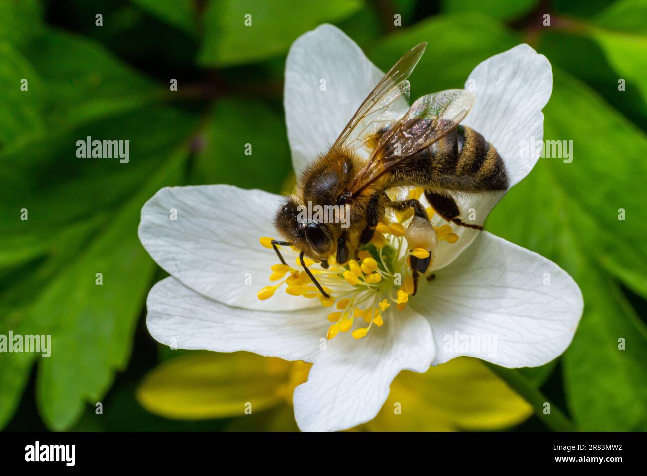 Bee, Western honey bee - Apis mellifera, with pollen sits on the flower of wood anemone Stock ...