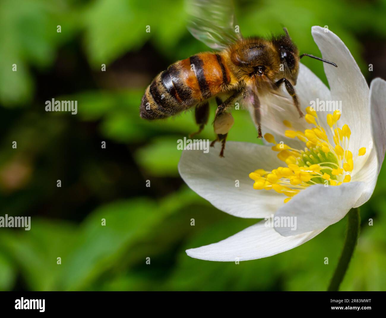 Bee, Western honey bee - Apis mellifera, with pollen sits on the flower of wood anemone Stock ...