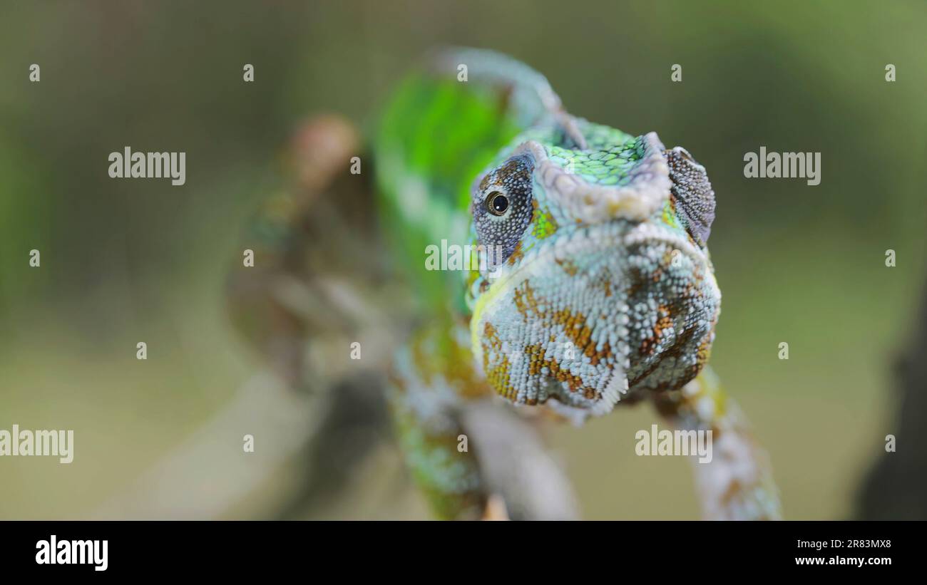 Green chameleon walks along branch and looksat around on bright sunny ...