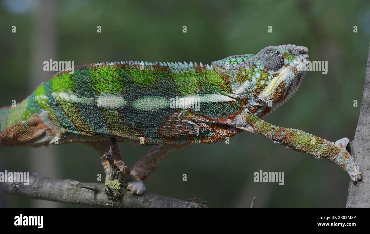 Bright Panther chameleon (Furcifer pardalis) climbing tree branches ...
