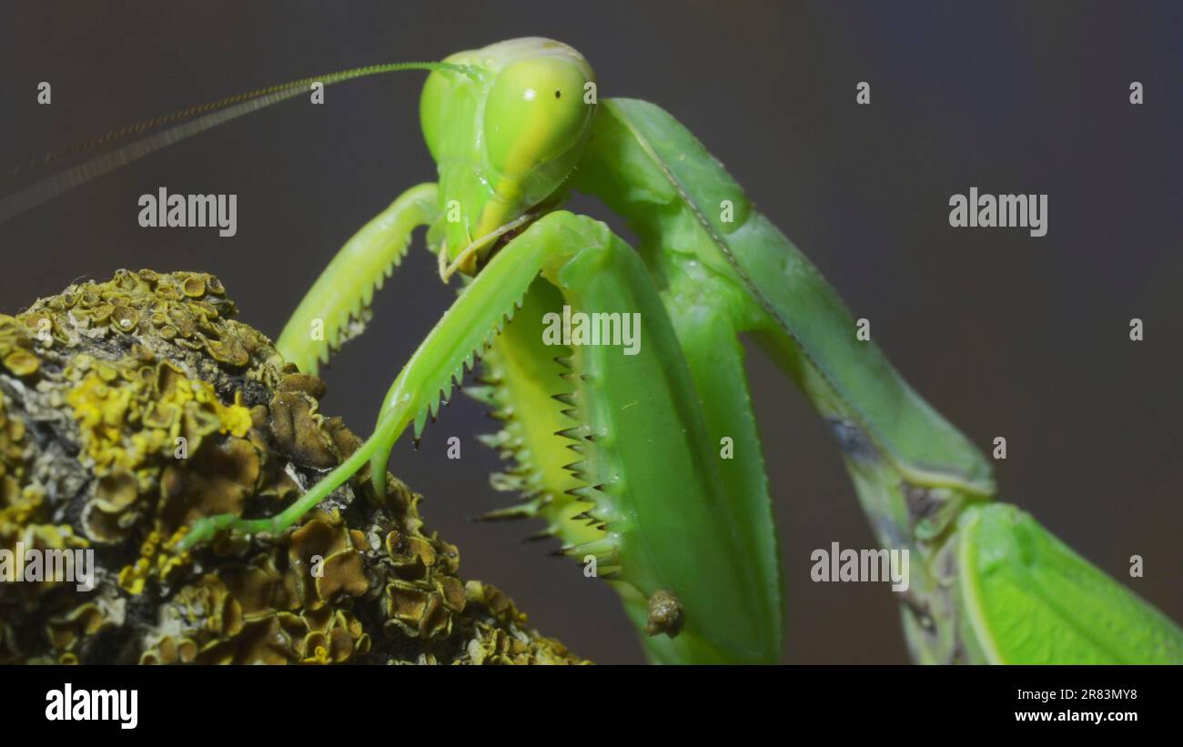 Close up portrait of praying mantis walks along tree branch covered ...