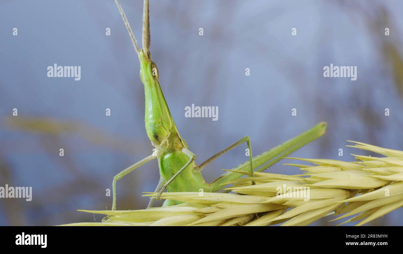 Portrait of Giant green slant-face grasshopper Acrida sitting on ...
