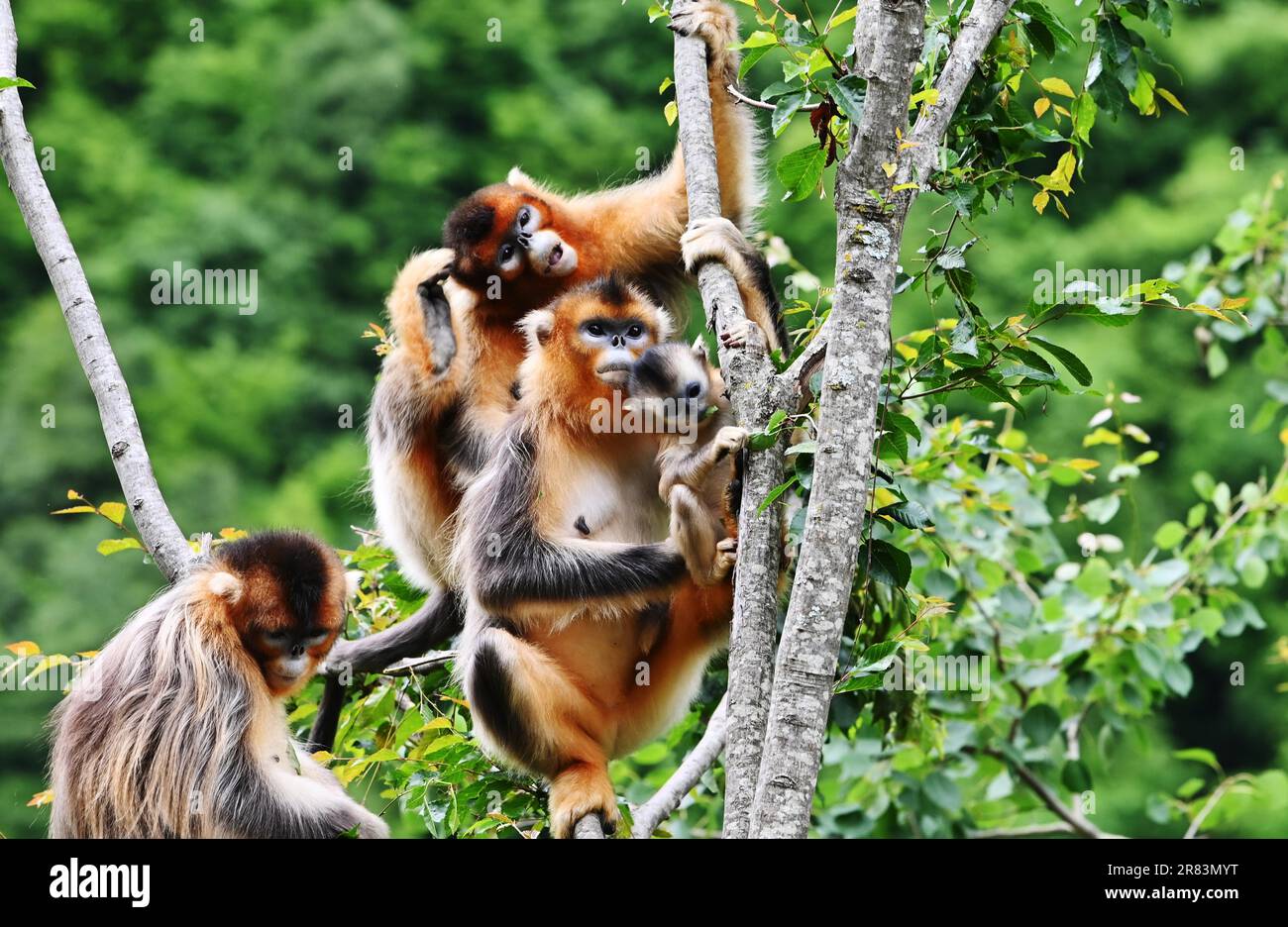 **CHINESE MAINLAND, HONG KONG, MACAU AND TAIWAN OUT** Golden snub-nosed ...